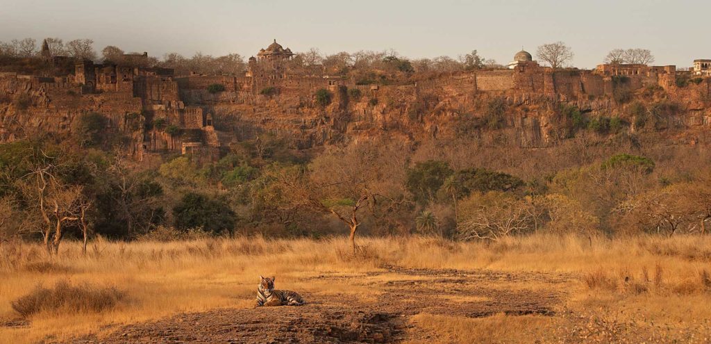 Glamping - India - Bespoke Travel Design